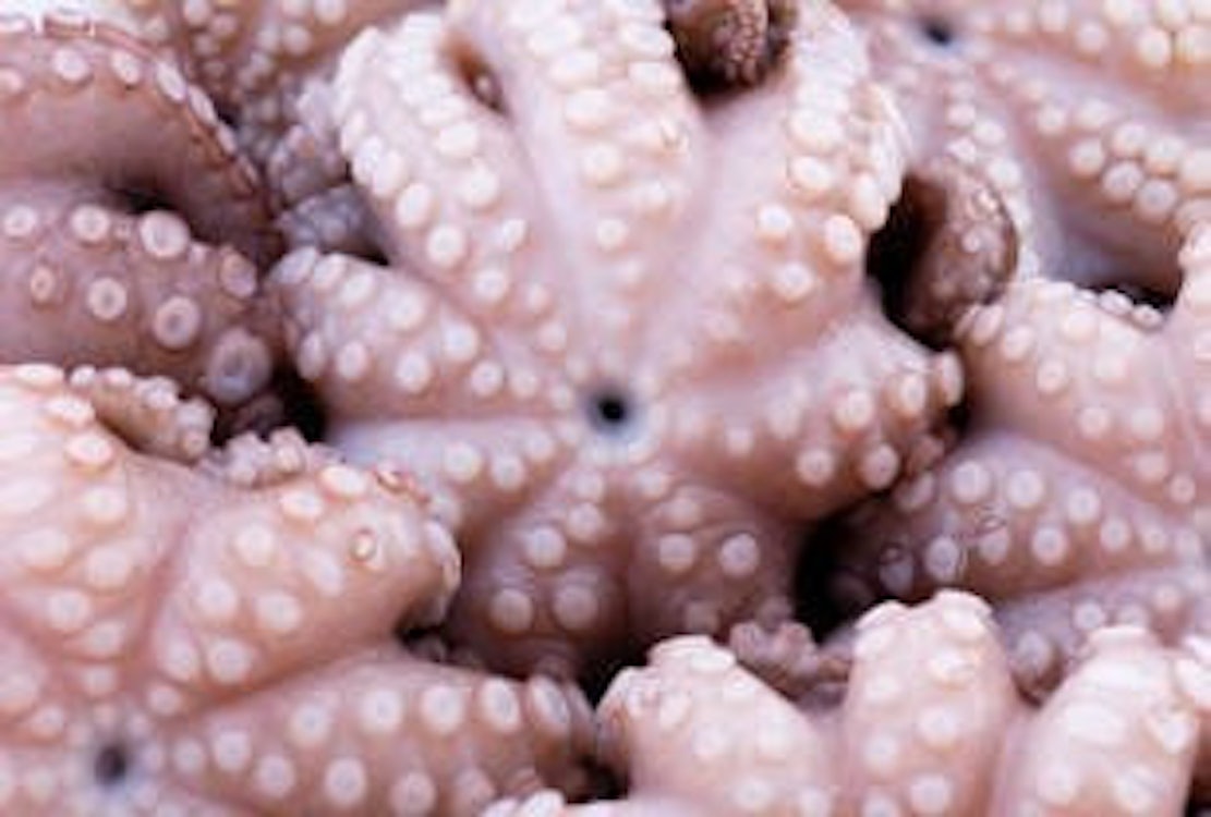 Octopus research to help cancer treatment | Aged Care Guide