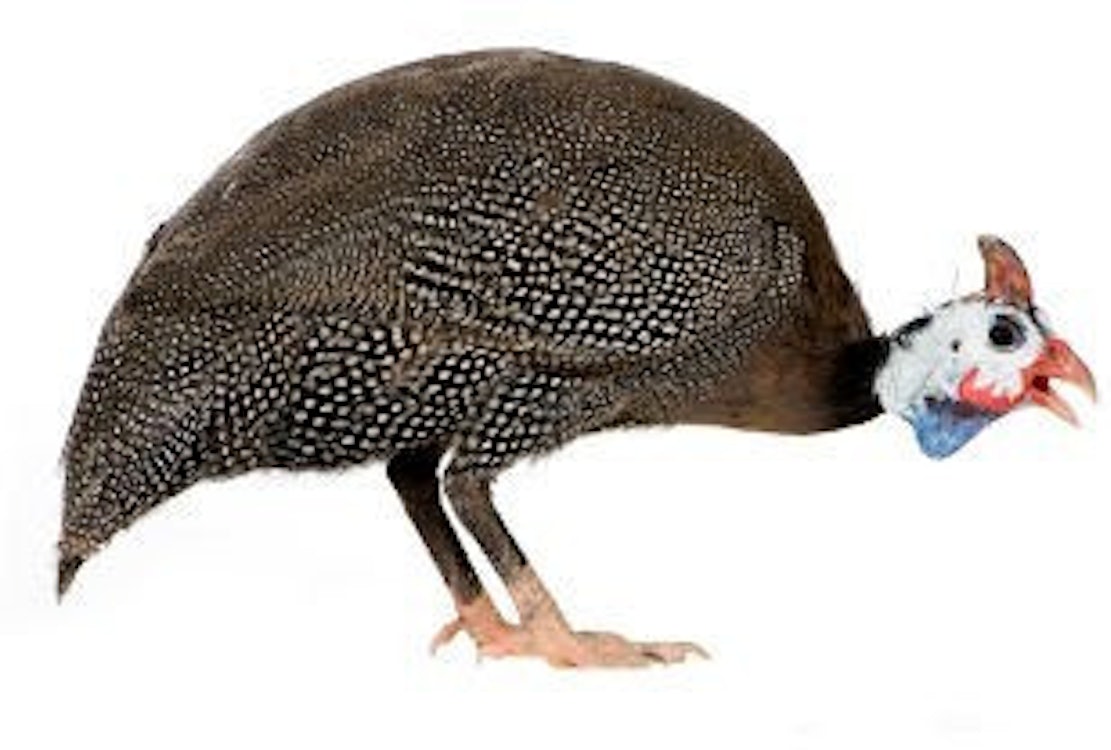 Walk like a guinea fowl to avoid falls | Aged Care Guide